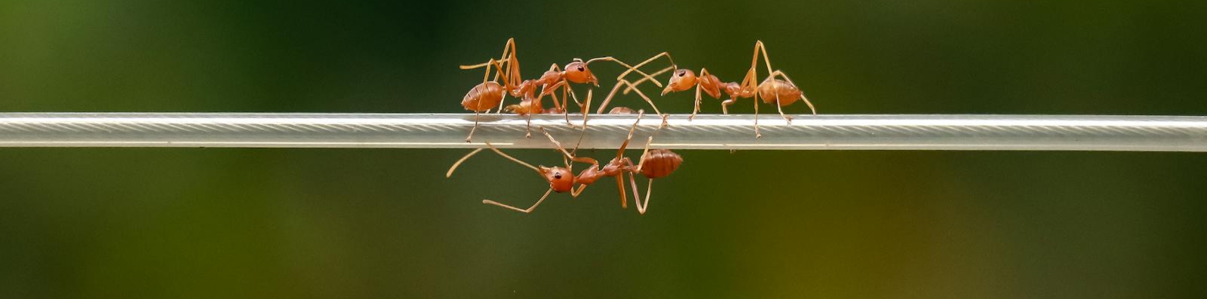 How to Fix Wiring Problems Caused by Ants and Prevent Future Damage ...