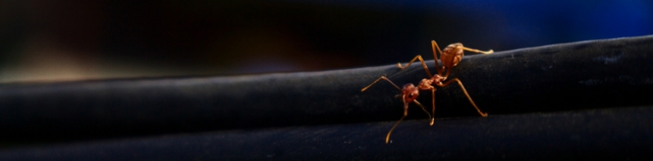 How to Get Rid of Ants Around Electrical Wires: Voltfix Electrical